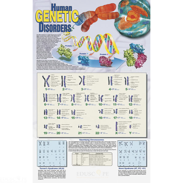 Human Genetic Disorders Poster Uganda, Manufacturers, Suppliers ...